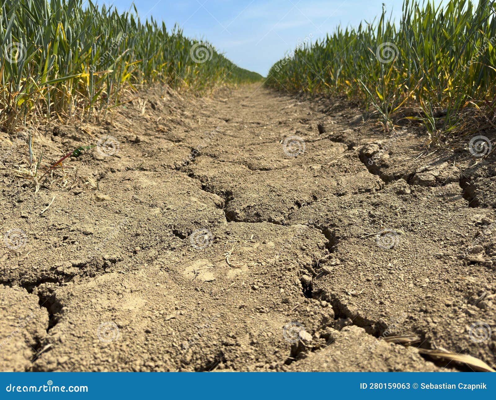 Dry Arid Ground in the Middle of Wheat Field. Drought Concept Stock ...