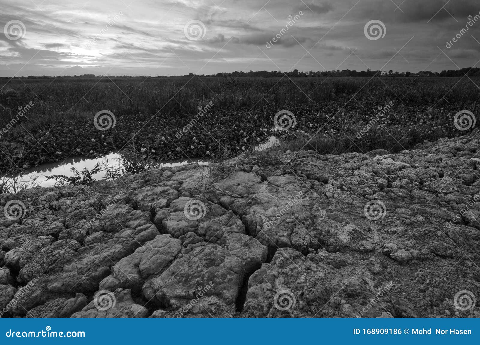 Dry and Arid Land with Failed Crops Due To Climate Change and Global ...
