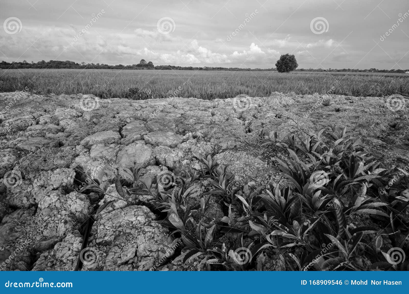 Dry and Arid Land with Failed Crops Due To Climate Change and Global ...