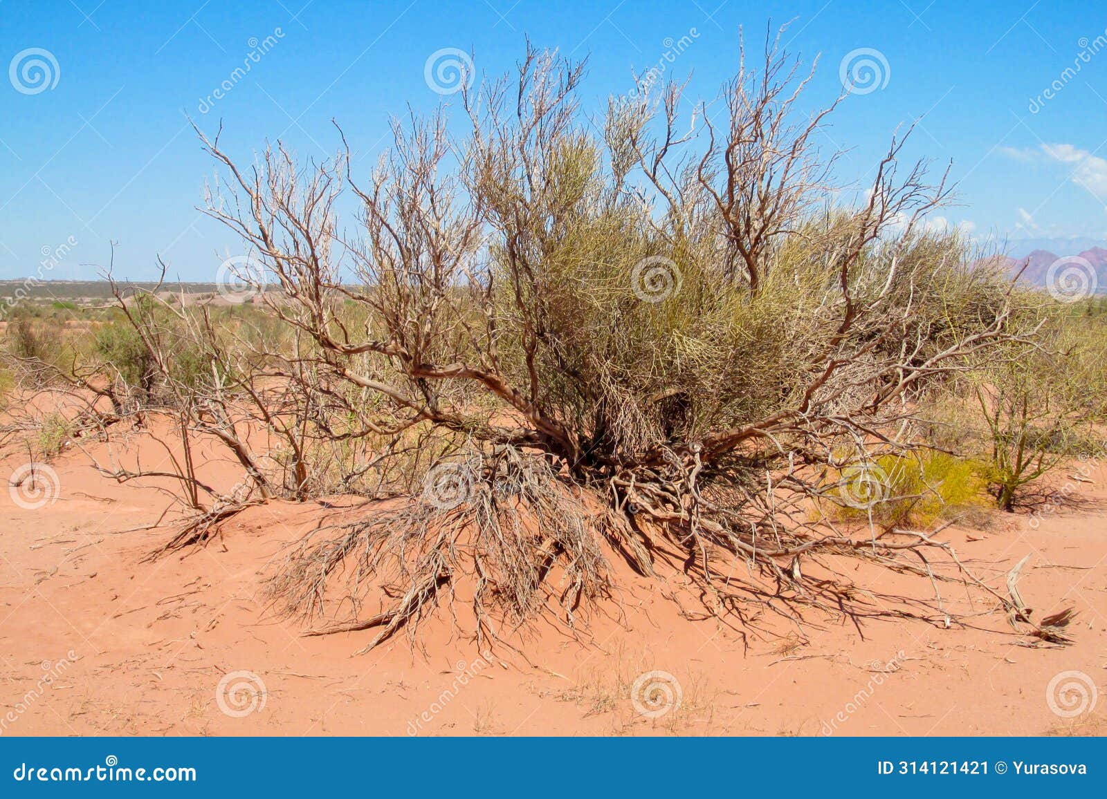 Dry arid red sand desert stock image. Image of landmark - 314121421