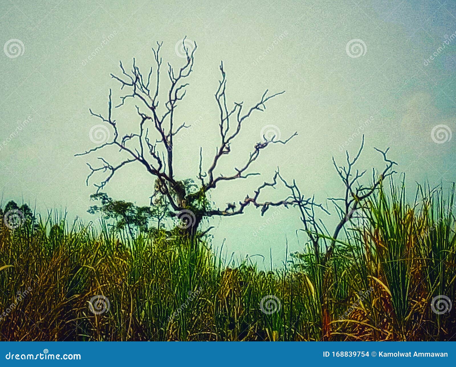 Dry, Arid, Trees, Sky, Fields Stock Photo - Image of trees, fields ...