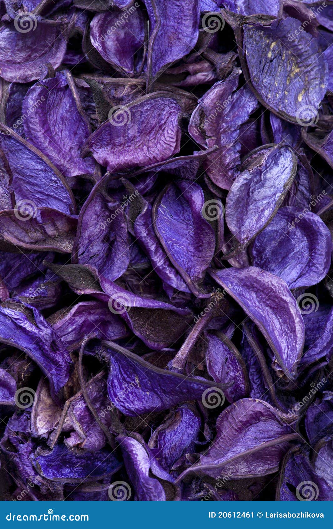 204 Violet Flower Seed Pods Stock Photos - Free & Royalty-Free Stock ...