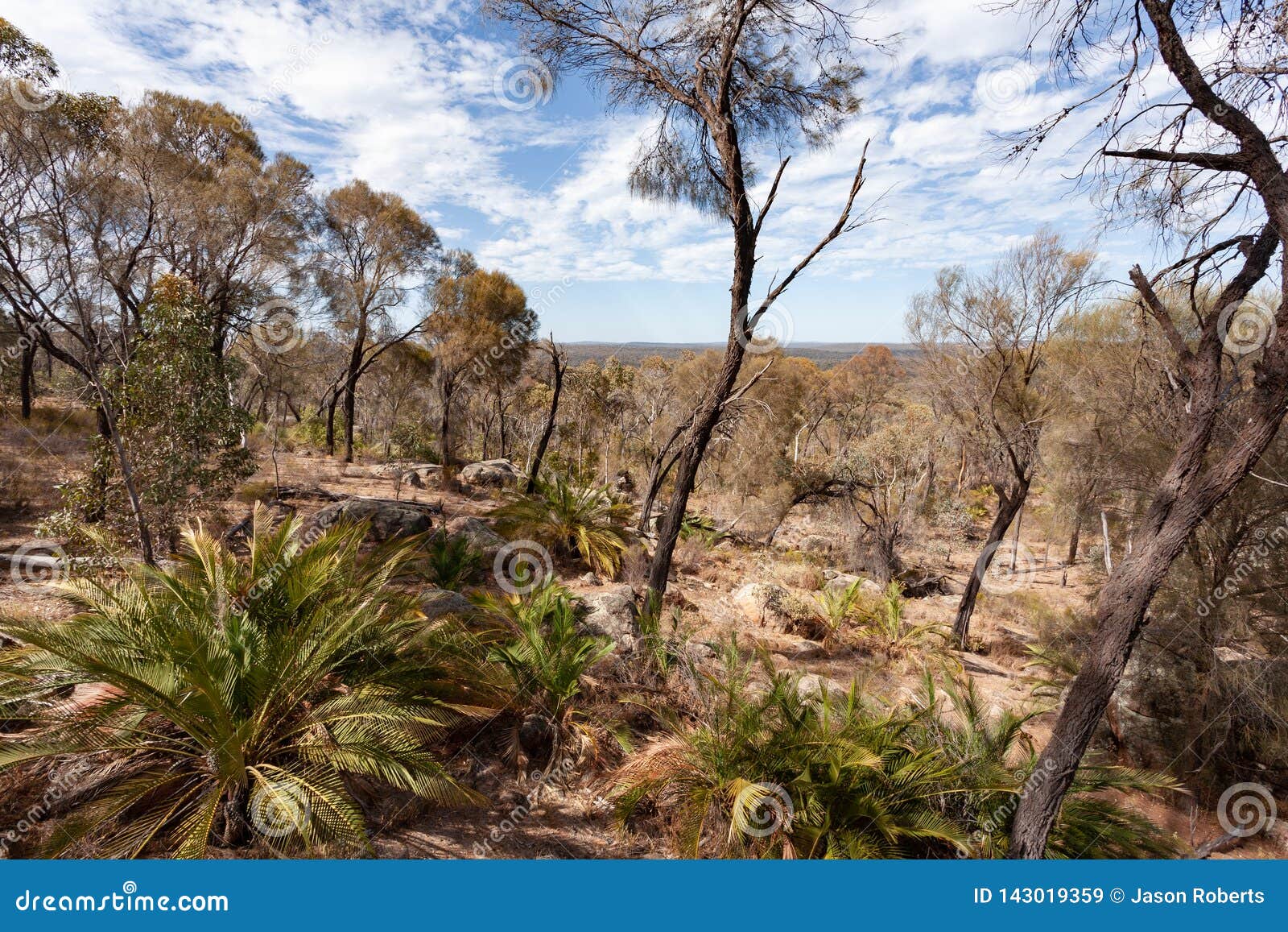 Dry Australian Bush Under a Blue Sky with White Clouds Stock Image ...