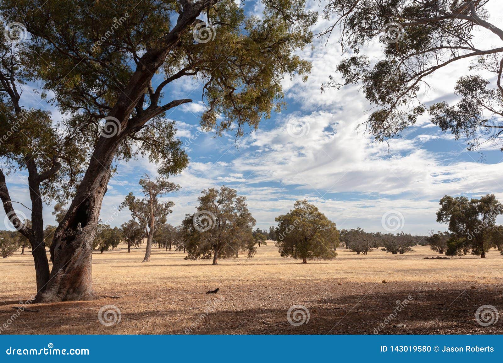 Dry Australian Flat Landscape with Trees Under a Blue Sky with White ...