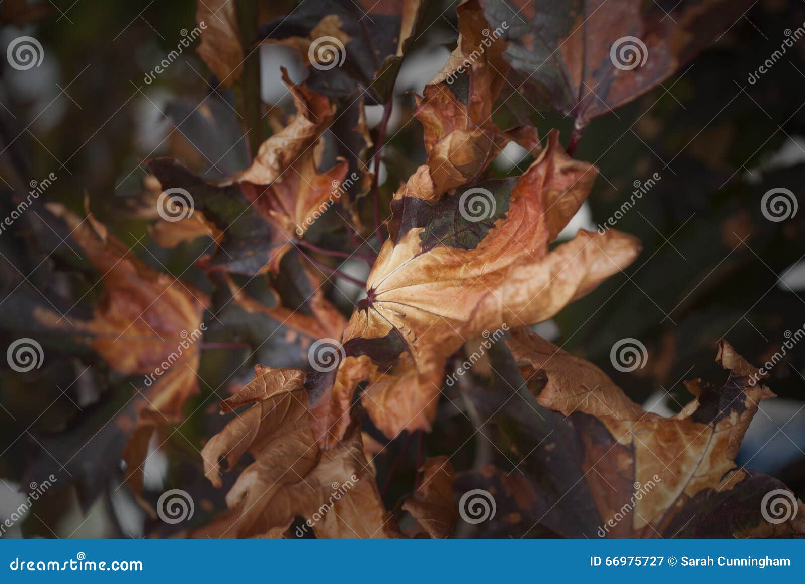 Dry Autumn Fall Leaves stock image. Image of tree, natural - 66975727