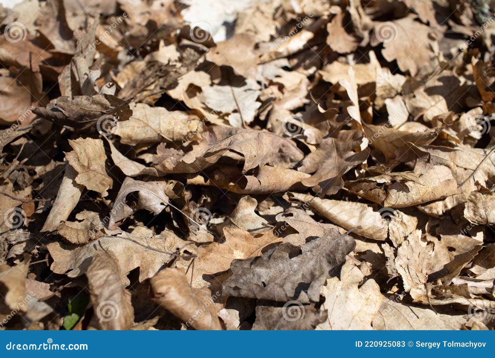 Dry Autumn Fallen Leaves on Forest Ground Stock Image - Image of tree ...