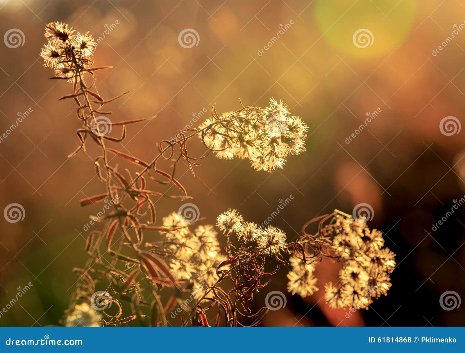 Dry autumn flower meadow stock photo. Image of blur, abstract - 61814868