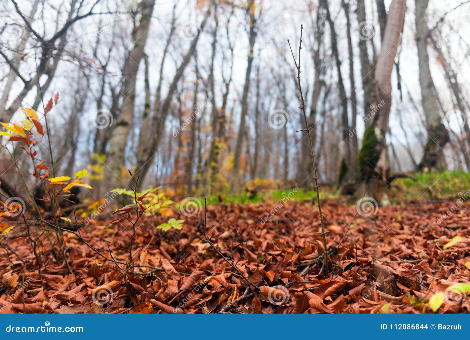 Dry Autumn Foliage in the Forest Stock Photo - Image of forest, mist ...