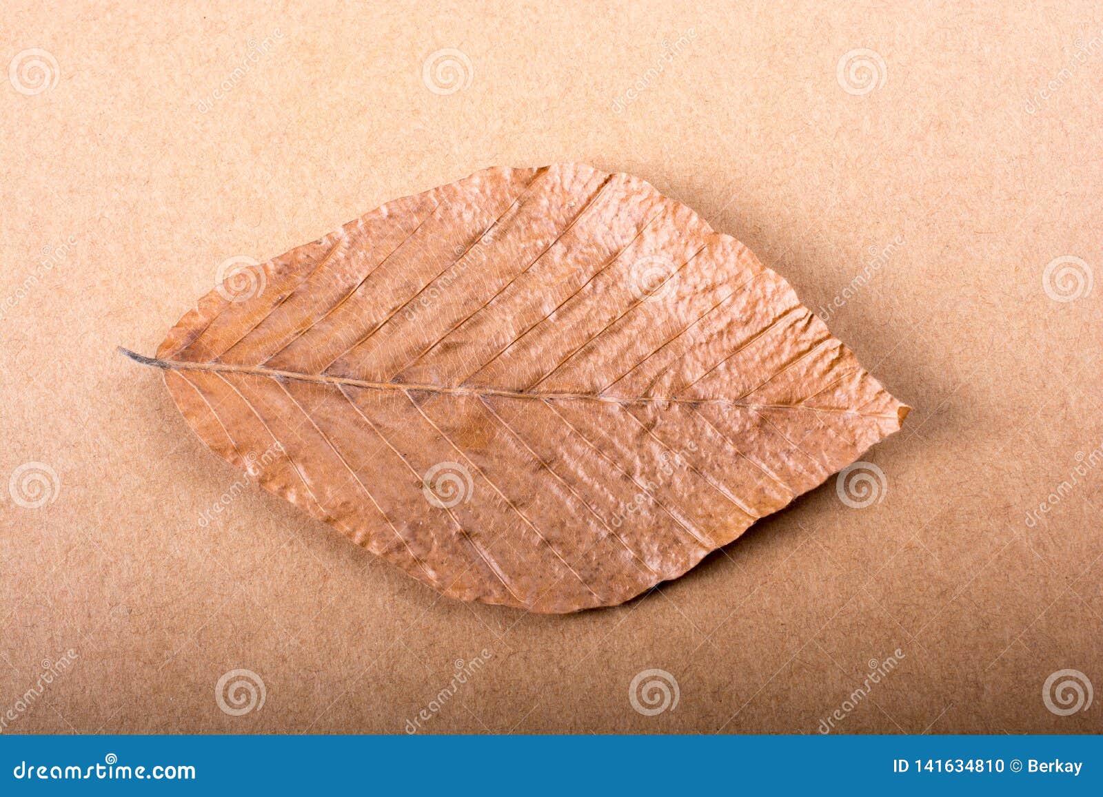 Dry Autumn Leaf on a Paper Texture Stock Photo - Image of botany, pink ...