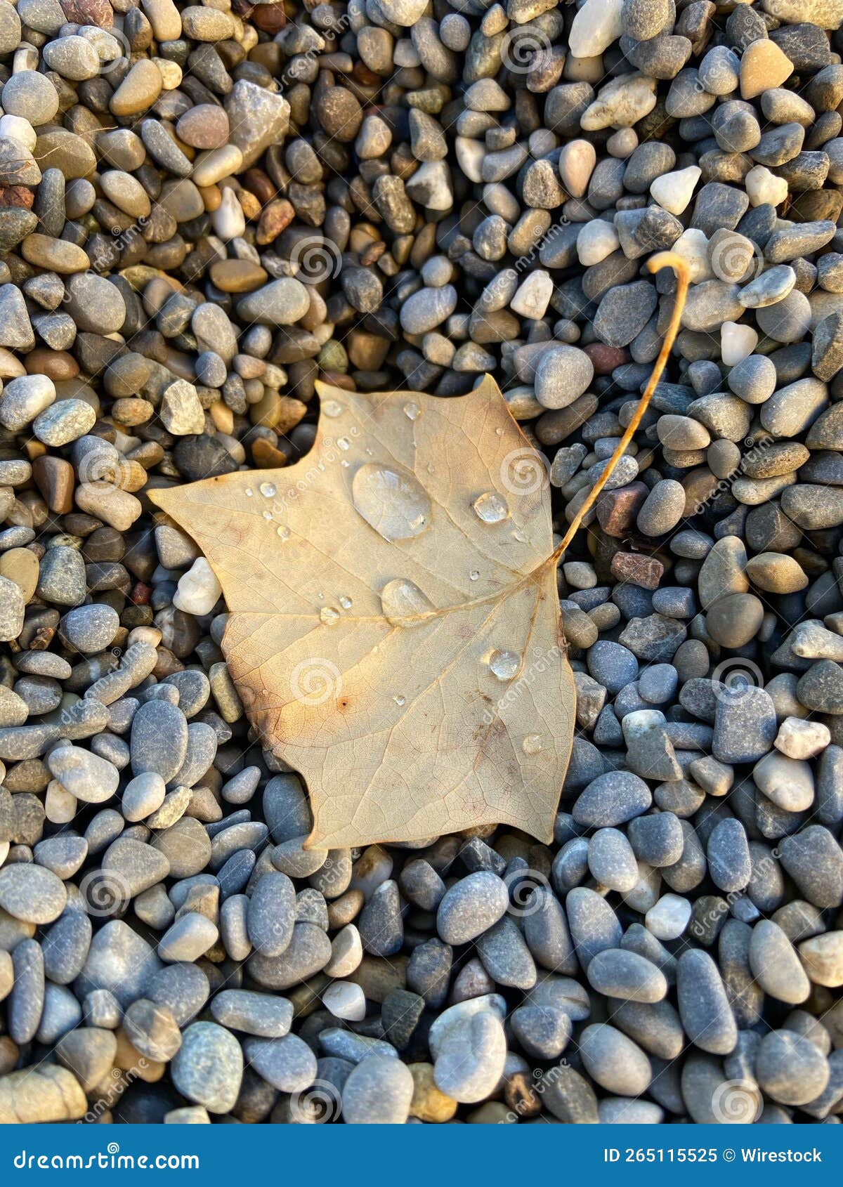 Dry autumn leaf on pebbles stock image. Image of season - 265115525