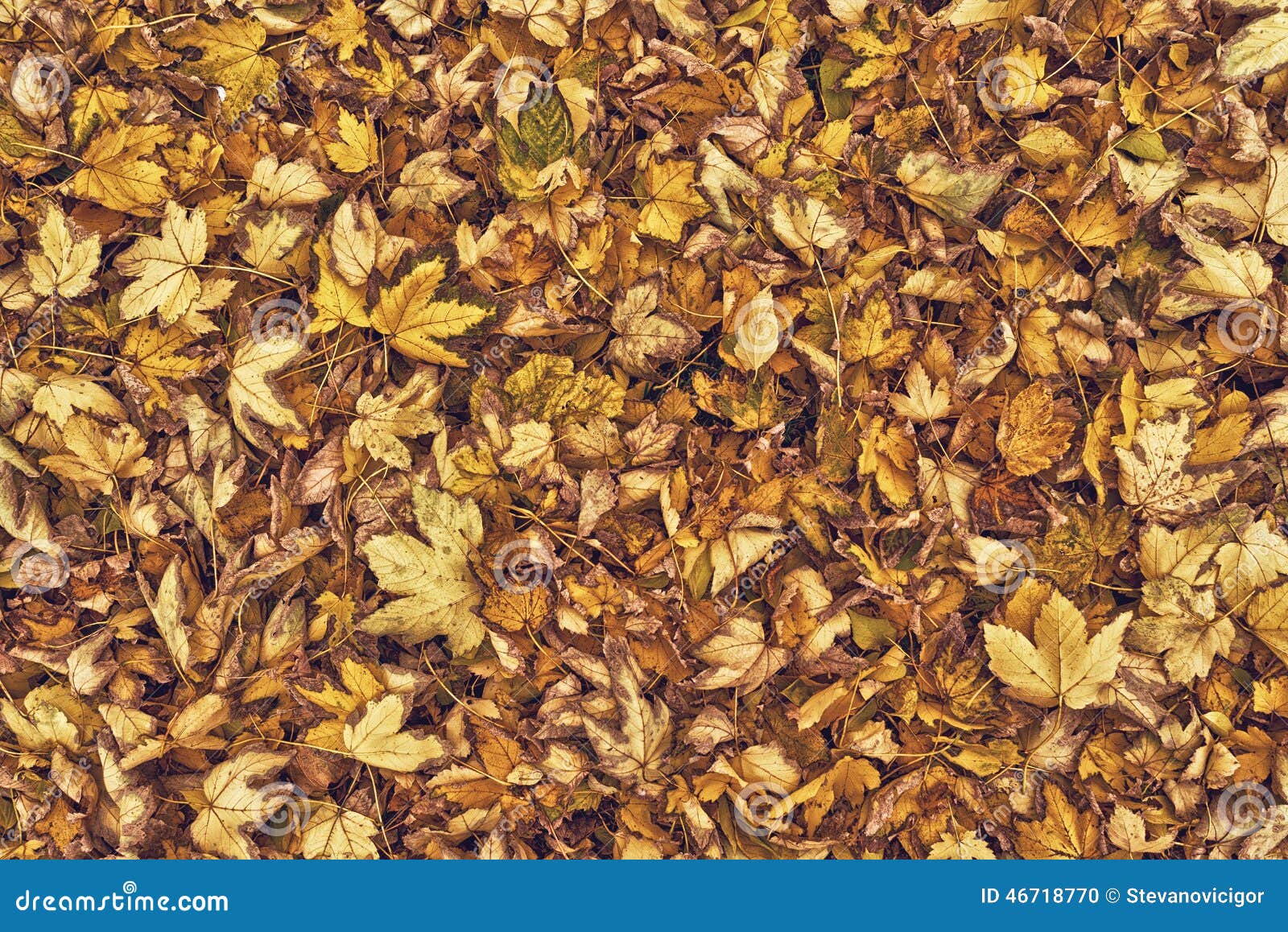 Dry Autumn Leaves As Background Stock Photo - Image of morning, season ...