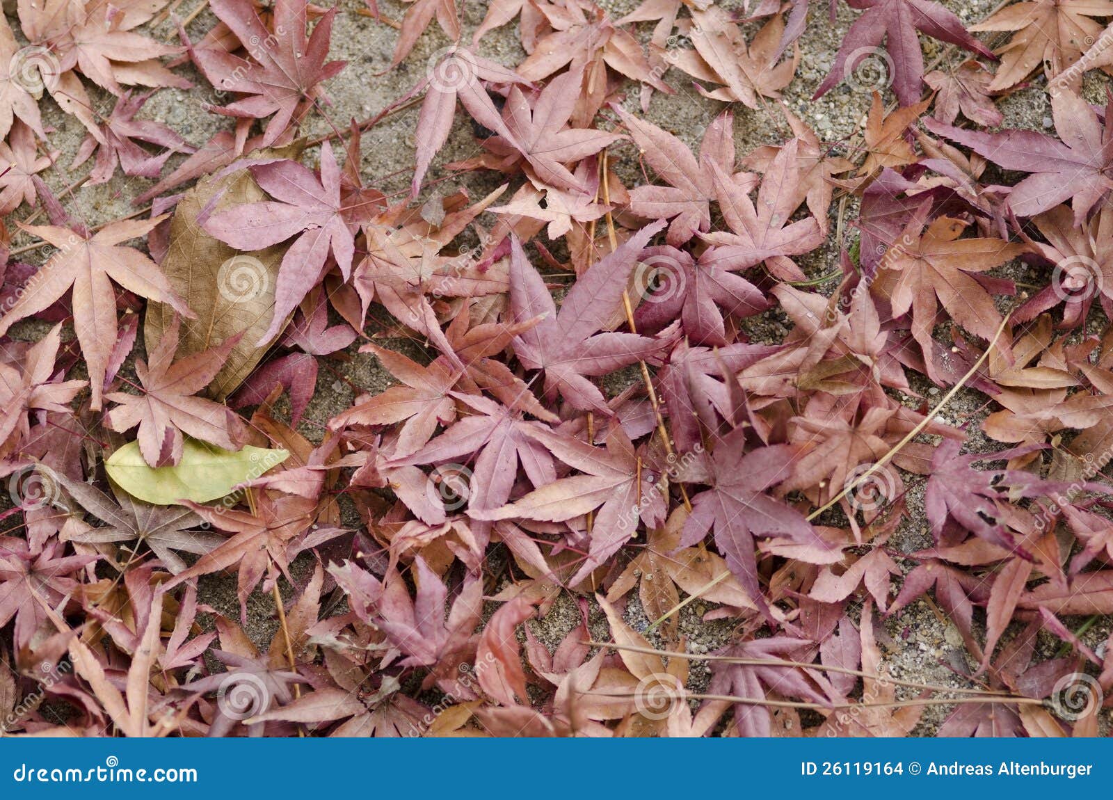 Dry Autumn Leaves Background Stock Photo - Image of plant, forest: 26119164