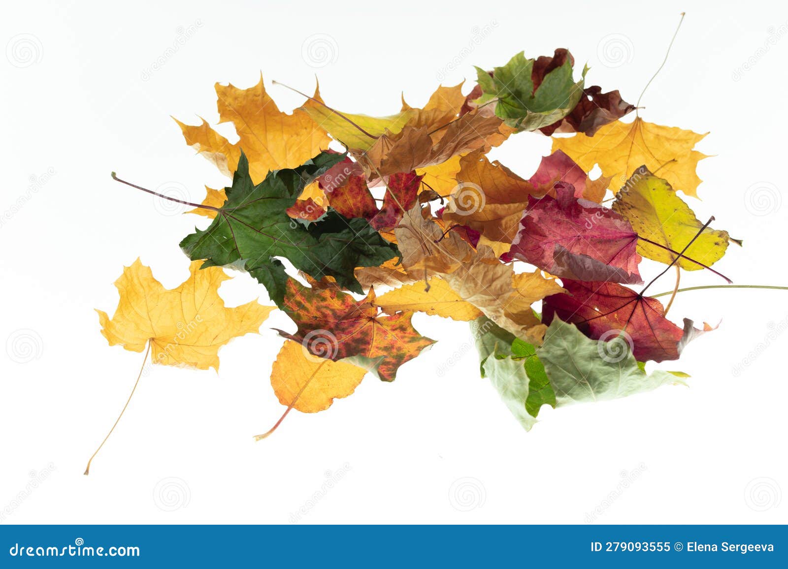 Dry Autumn Leaves in a Bunch on a White Background Stock Image - Image ...
