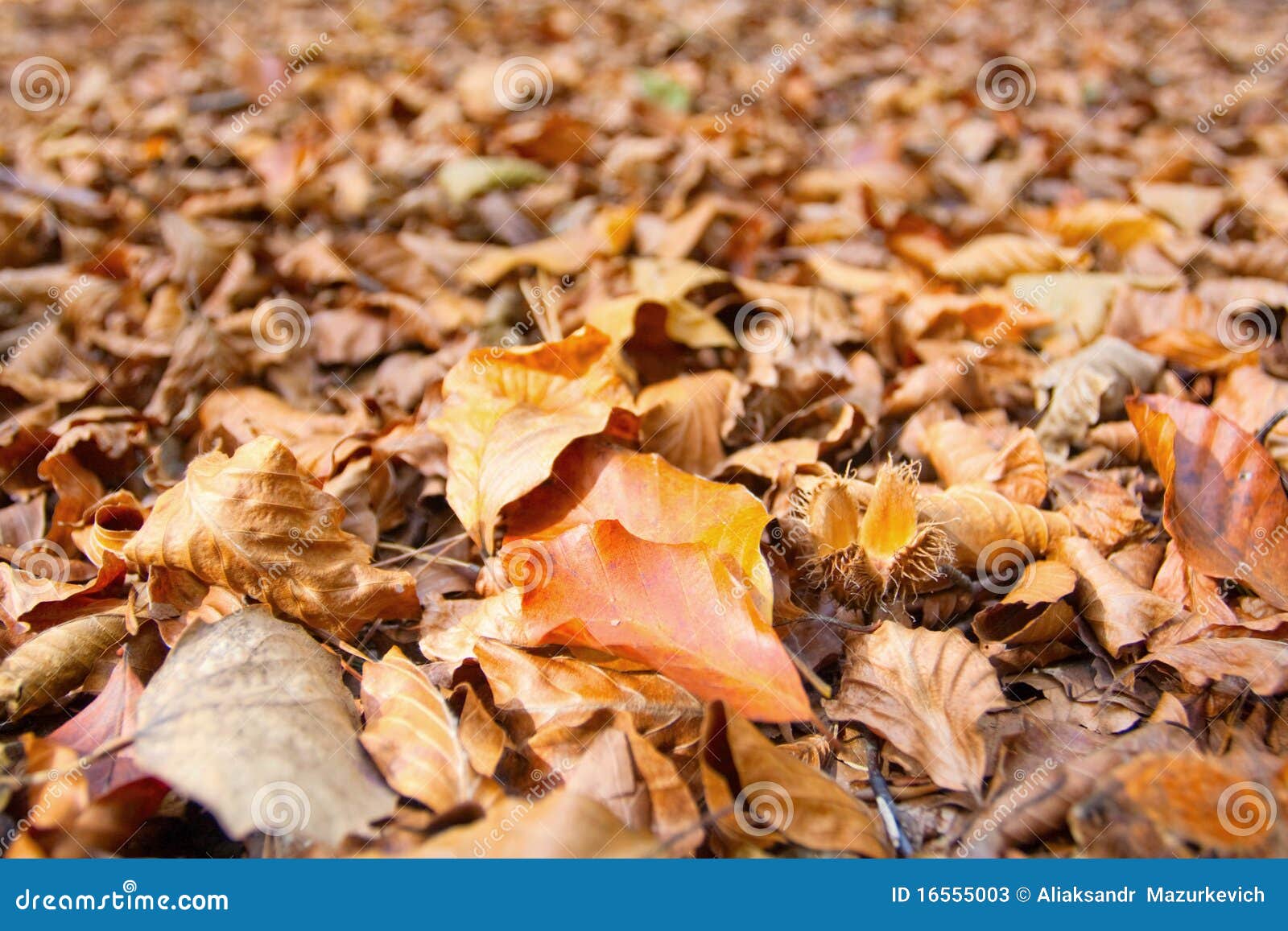 Dead Leaves On The Ground