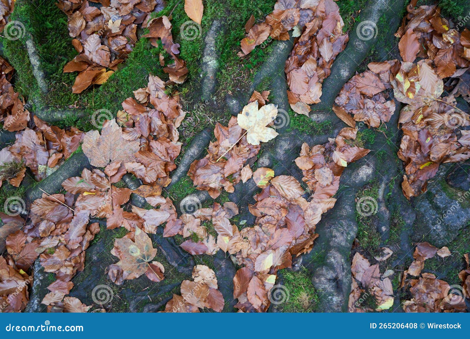 Autumn Leaves on the Ground Stock Photo - Image of nature, texture ...