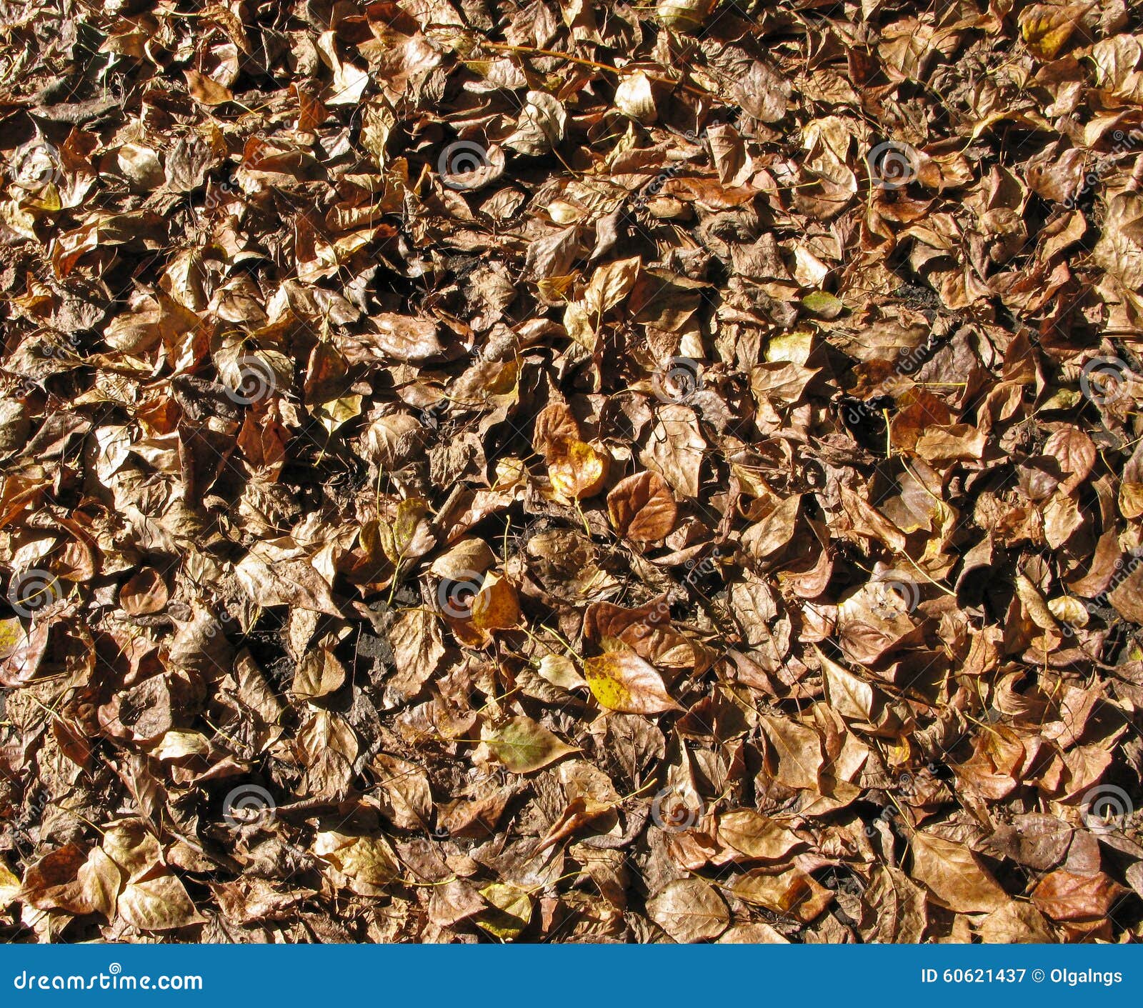 Dry autumn leaves stock image. Image of garden, collection - 60621437