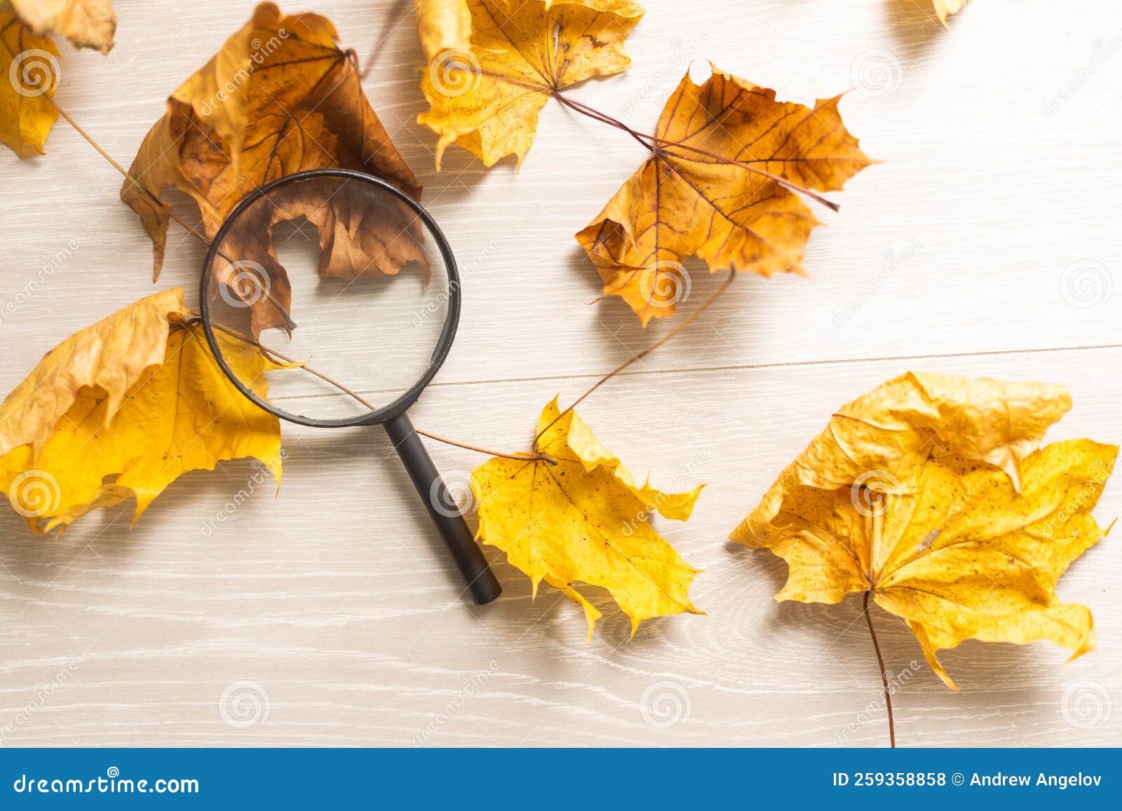 Dry Autumn Leaves and Magnifying Glass Stock Photo - Image of romantic ...