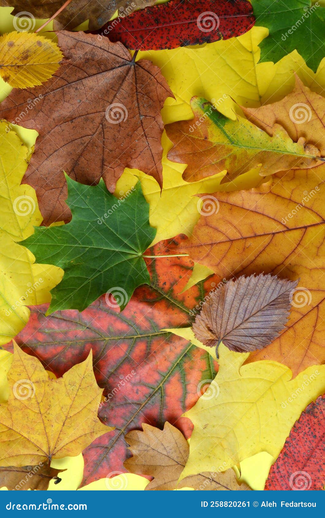 Dry Autumn Leaves on a Yellow Background Stock Image - Image of flora ...