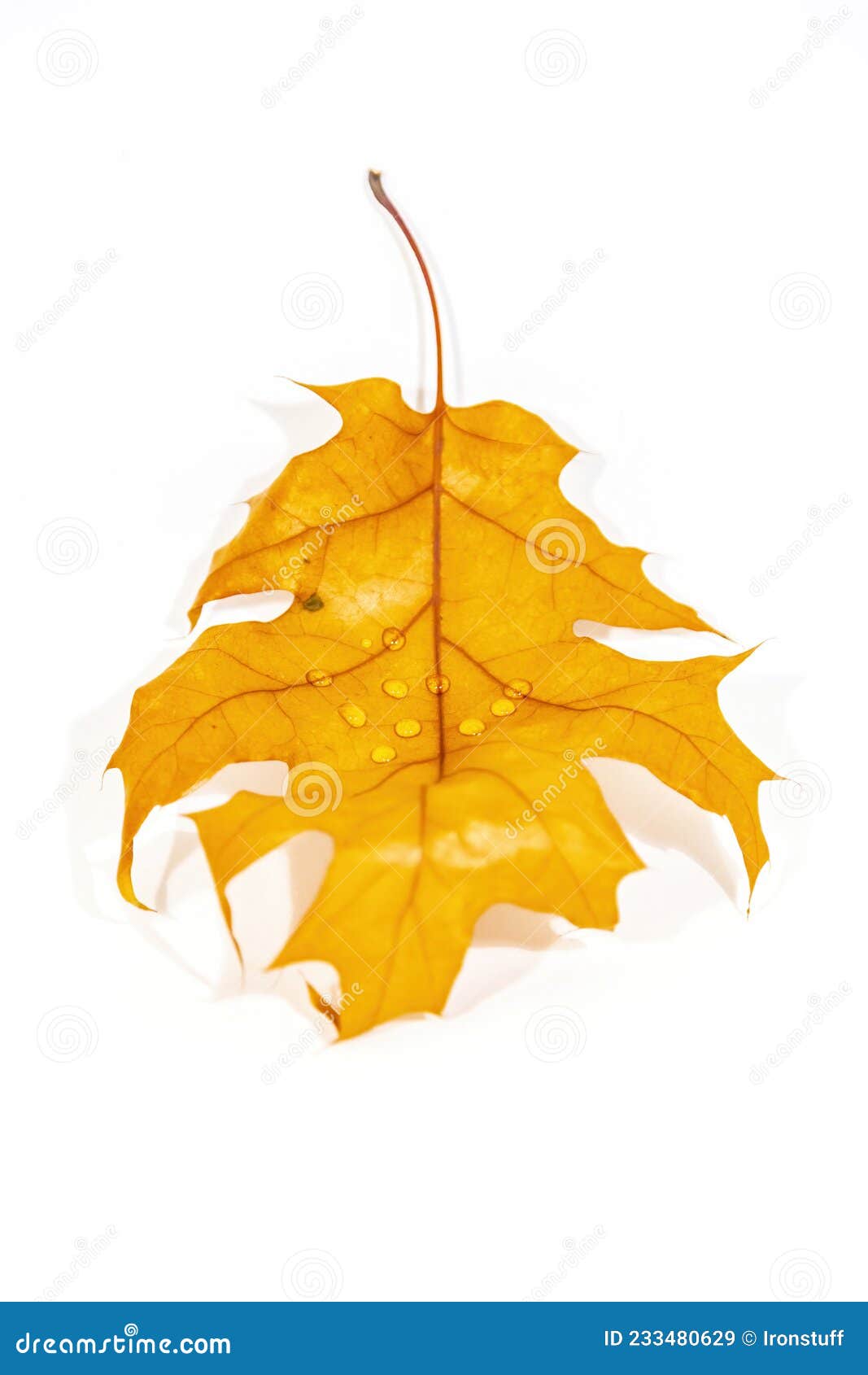 Dry Autumn Maple Leaf on White Background Stock Image - Image of ...