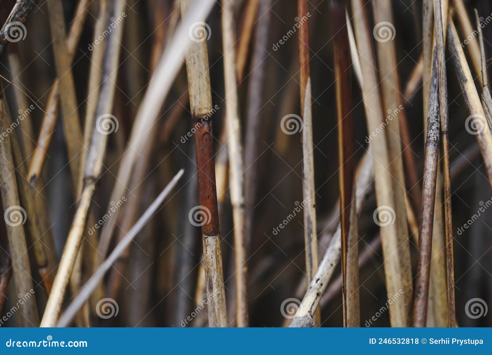 Dry Autumn Reeds. Reed Texture Stock Photo - Image of meadow, bright ...