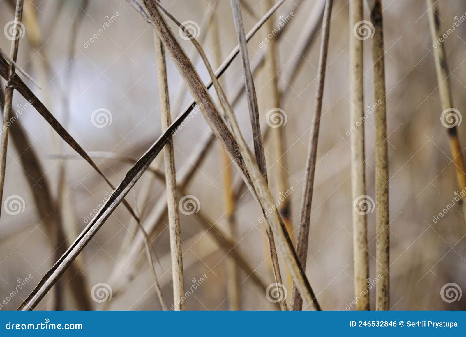 Dry Autumn Reeds. Reed Texture Stock Photo - Image of decorative ...