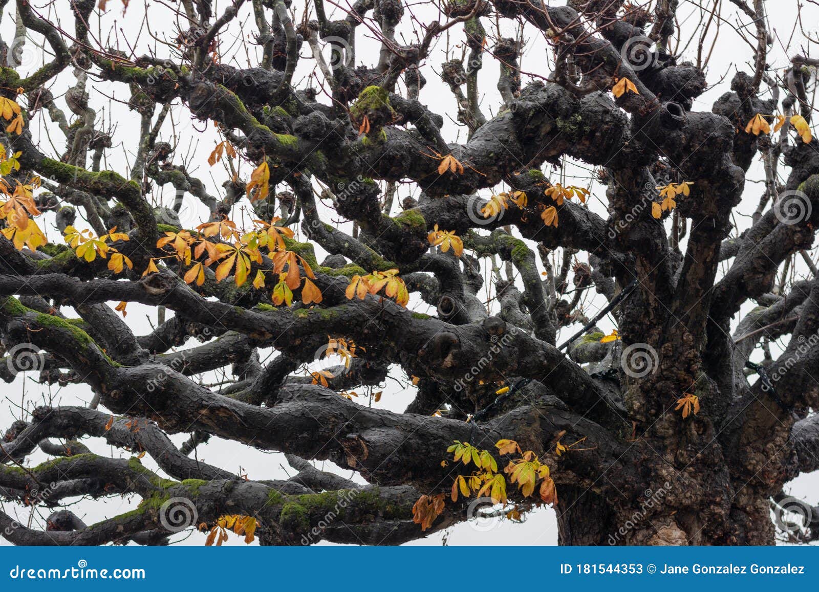 Dry Autumn Tree Branches. Concept of Fall Season Stock Image - Image of ...