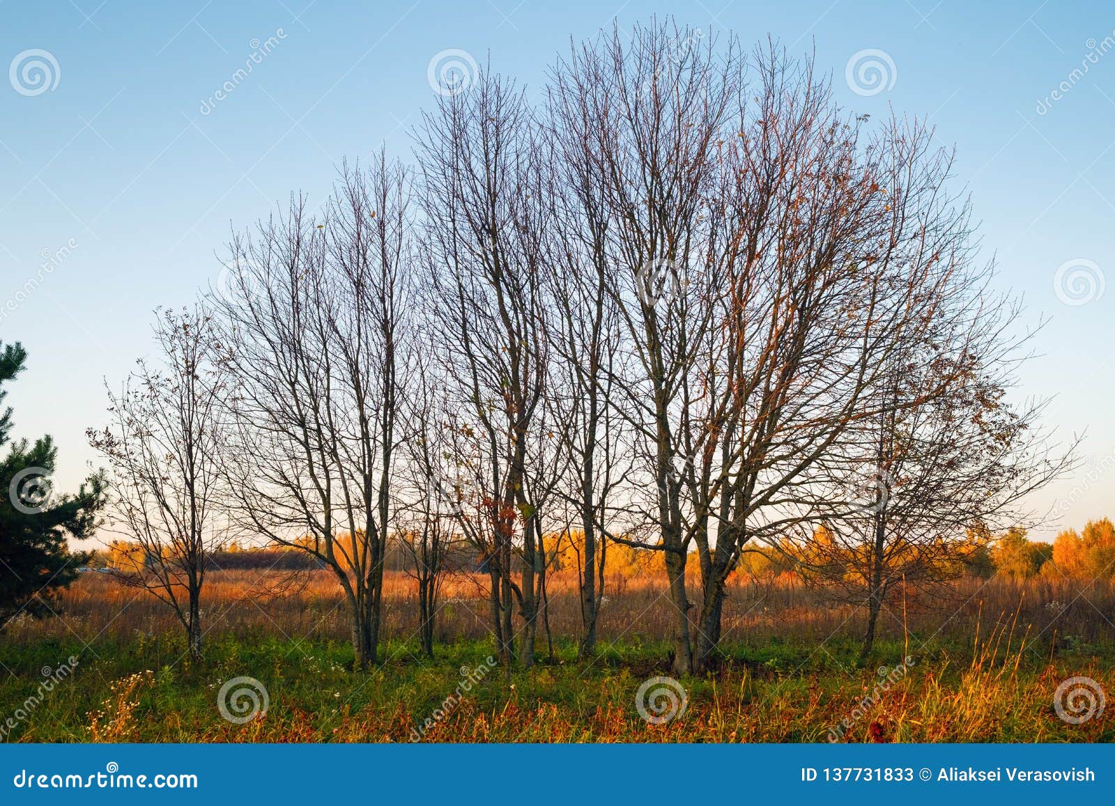 Dry autumn trees stock image. Image of foliage, picturesque - 137731833