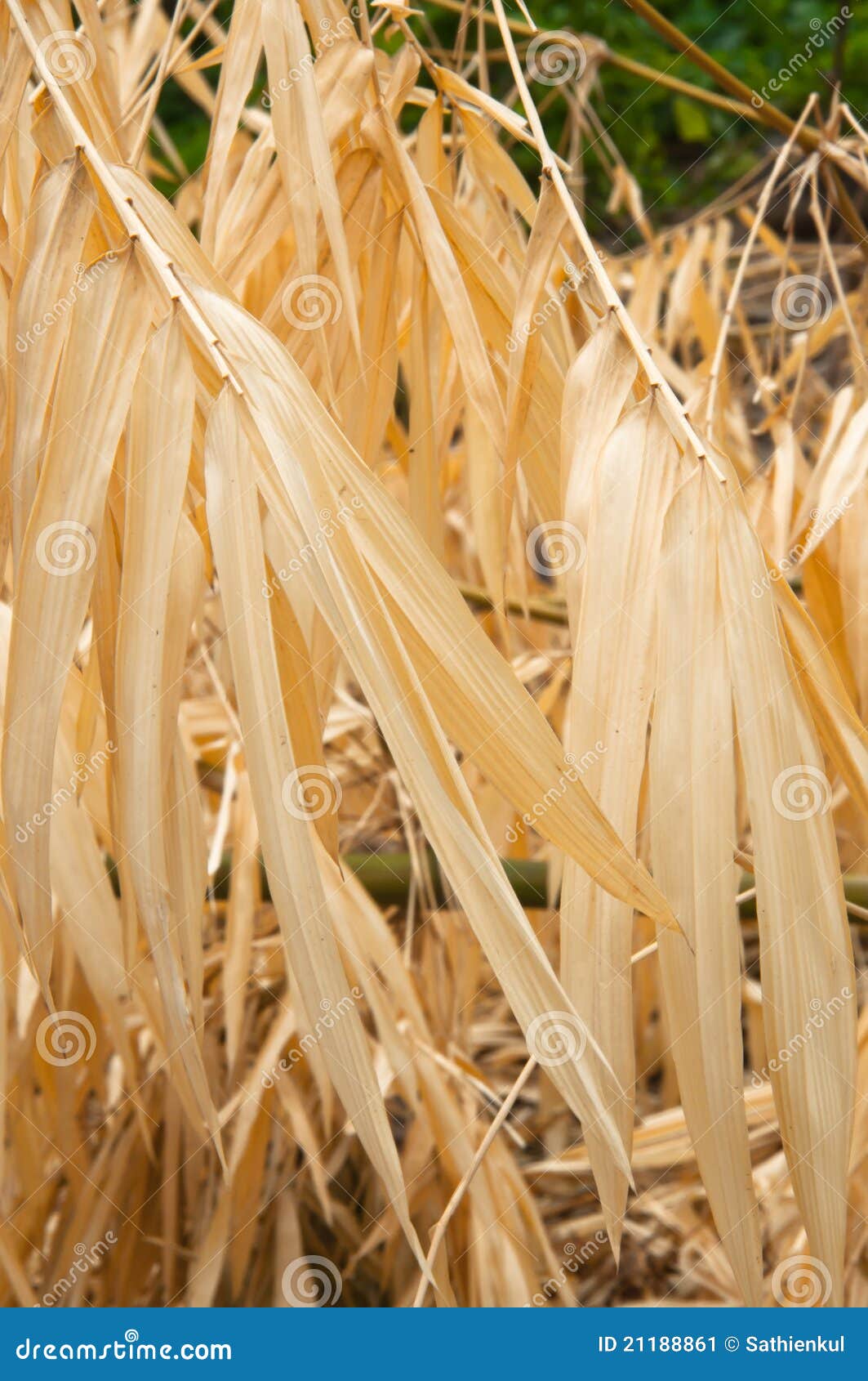 Dry bamboo leaf stock image. Image of dried, autumn, fallen - 21188861
