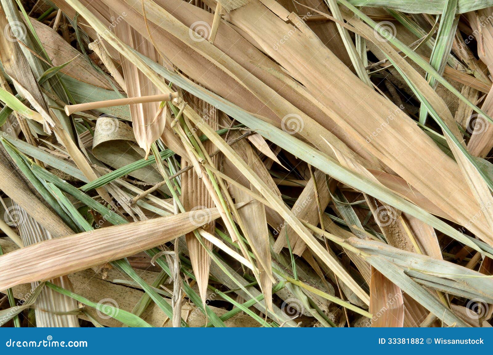Dry bamboo leaf background stock photo. Image of yellow - 33381882