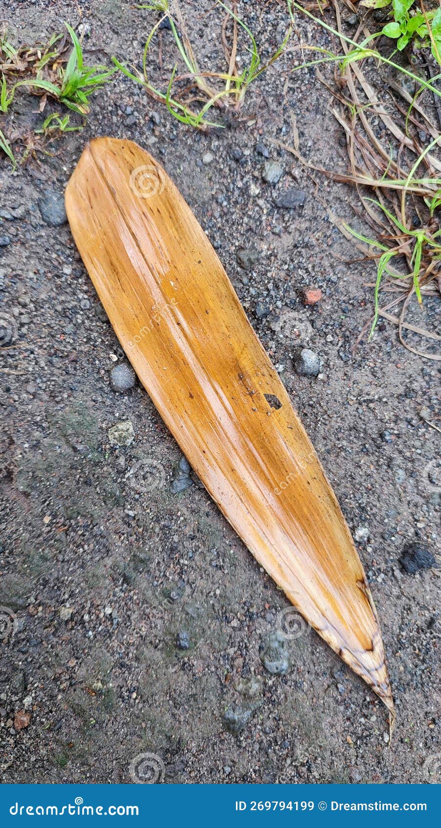 Dry Bamboo Leaf Fall and Wet by Rain Overnight. Stock Image - Image of ...