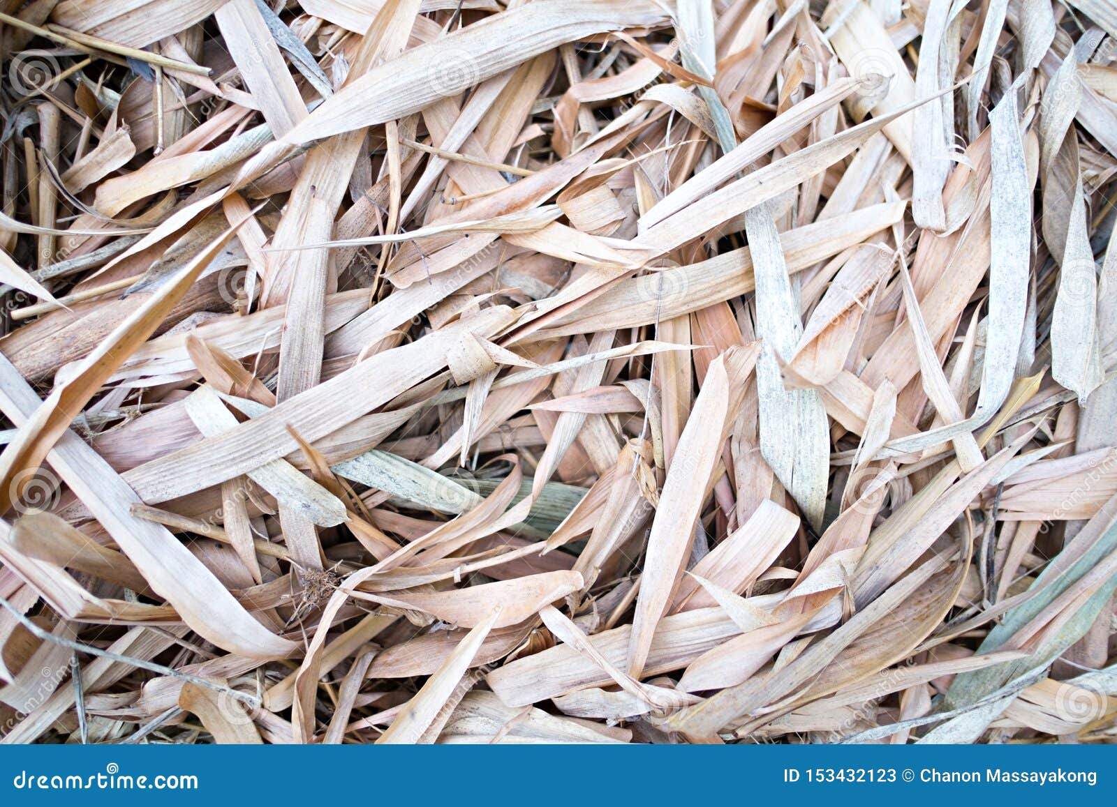 Dry bamboo leaf on ground stock image. Image of beauty - 153432123