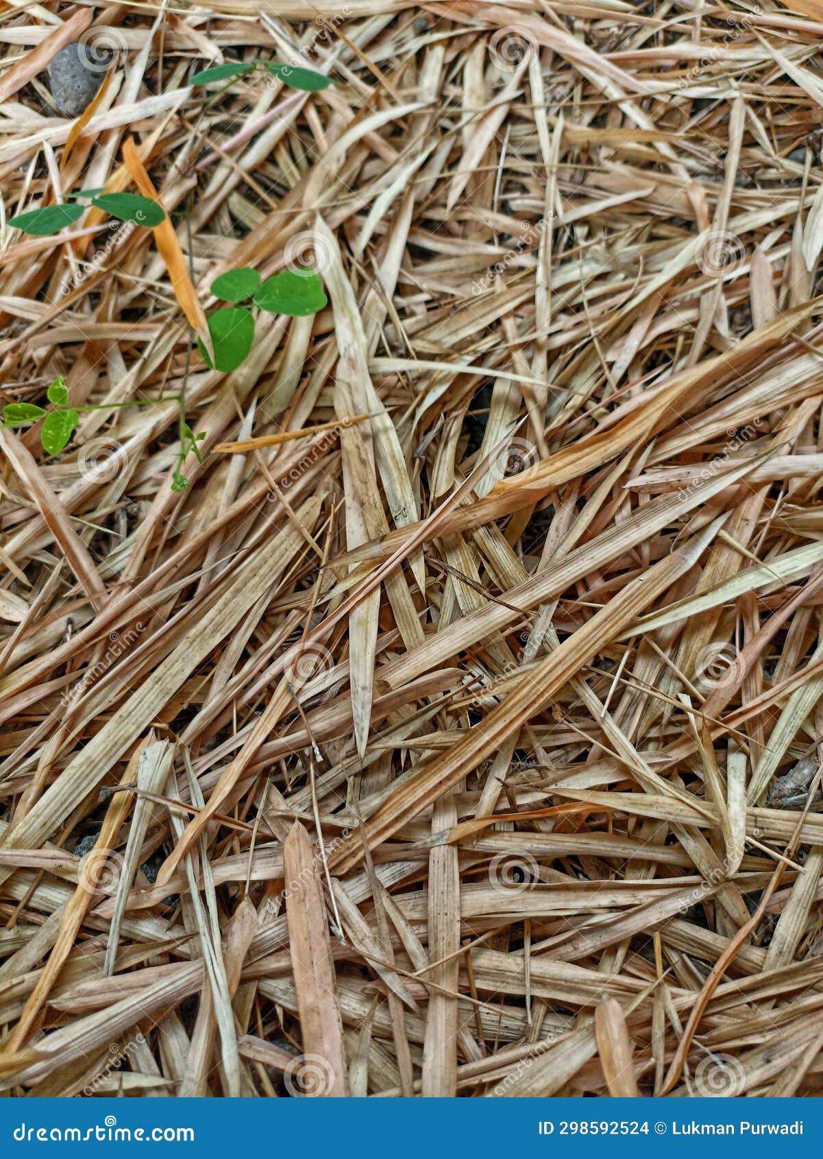 Dry Bamboo Leaves for Background Stock Photo - Image of material, leaf ...