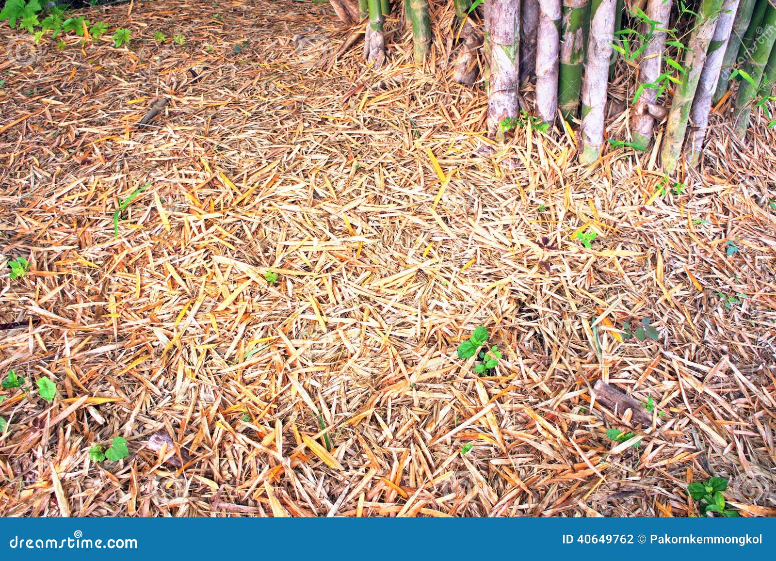Dry Bamboo Leaves stock photo. Image of summer, green - 40649762
