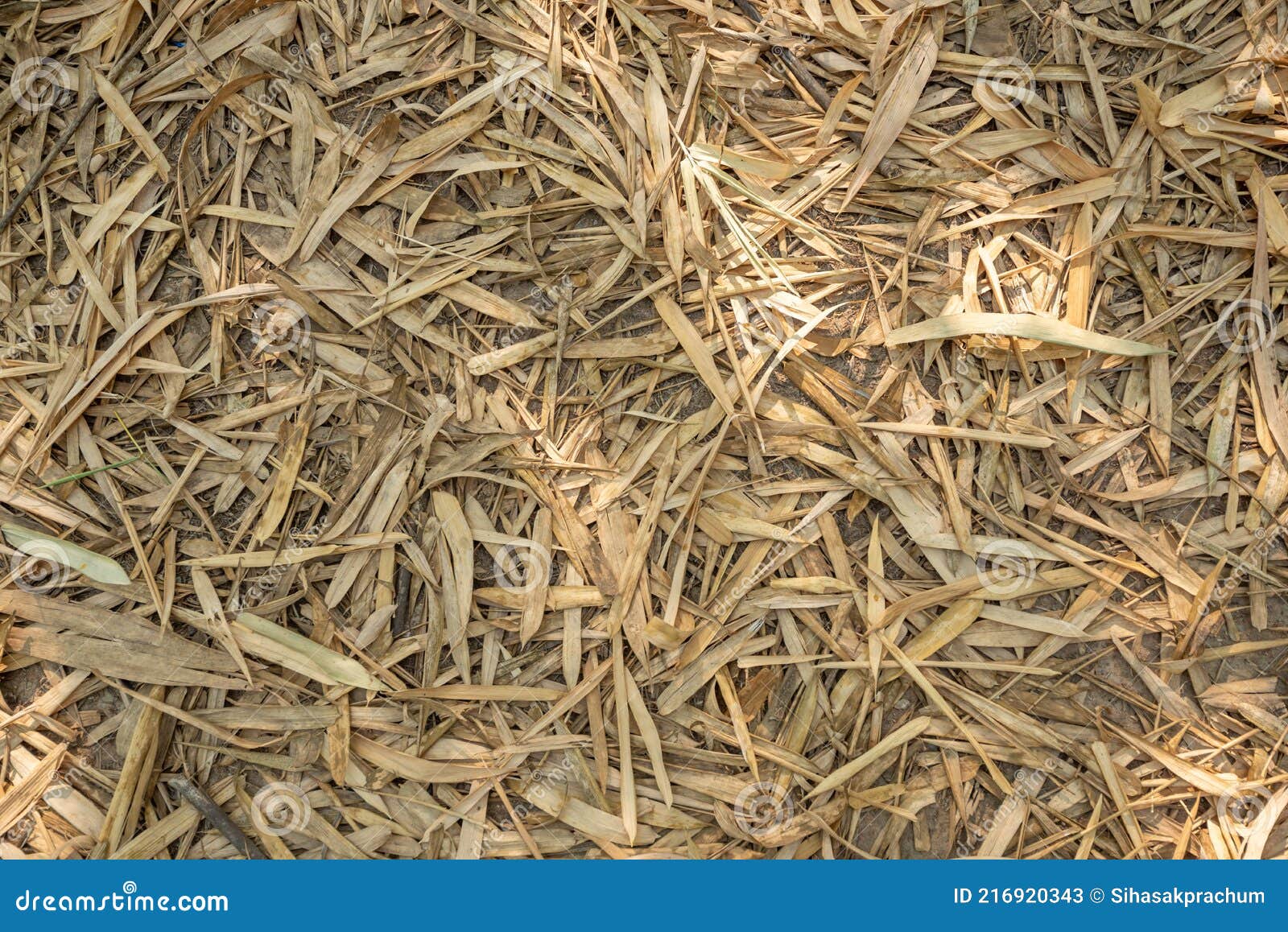 Dry Bamboo Leaves on Ground Stock Image - Image of tree, surface: 216920343