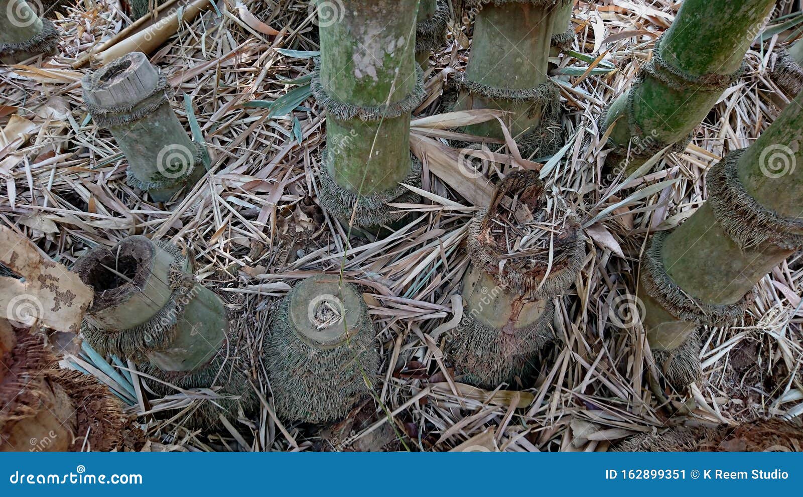 Dry Bamboo Roots and Leaves Stock Image - Image of cavities, dead ...