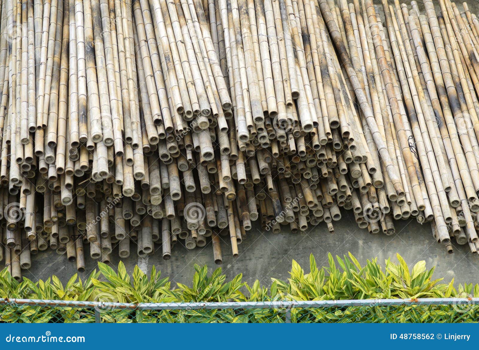 Dry bamboo stack stock photo. Image of incision, branch - 48758562