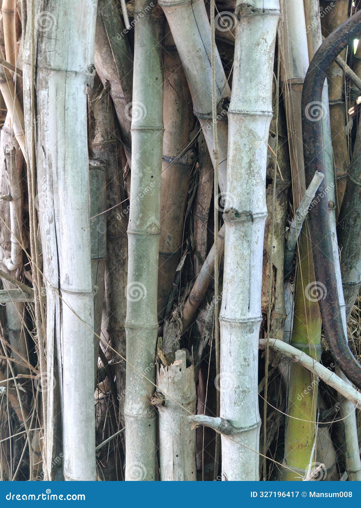 Dry bamboo tree in garden stock image. Image of wooden - 327196417