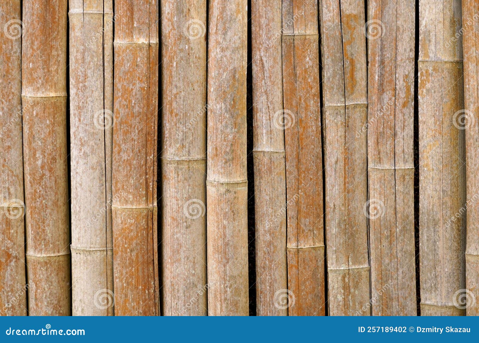 Dry Bamboo Wall Texture Background. Backgrounds and Textures. Stock ...