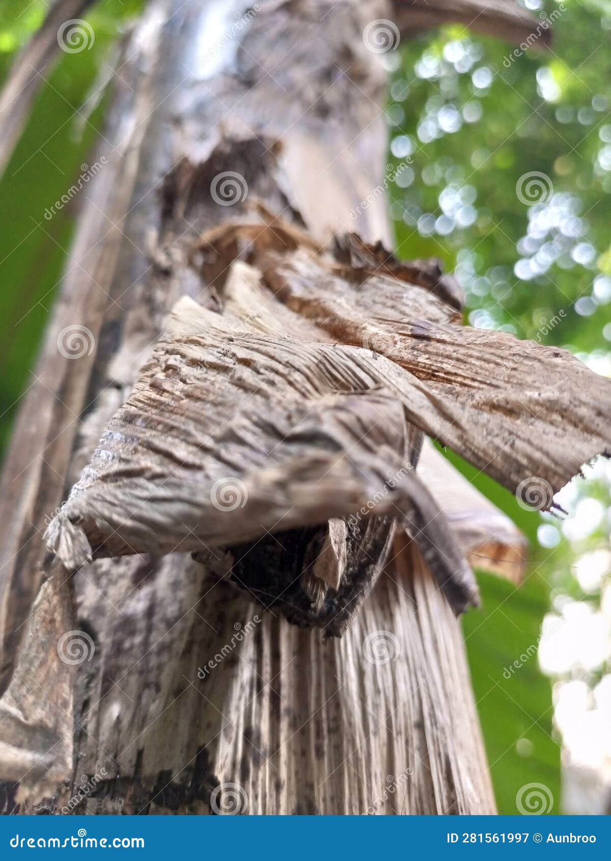 Dry Banana Tree Bark is Brown Stock Image - Image of bark, brown: 281561997