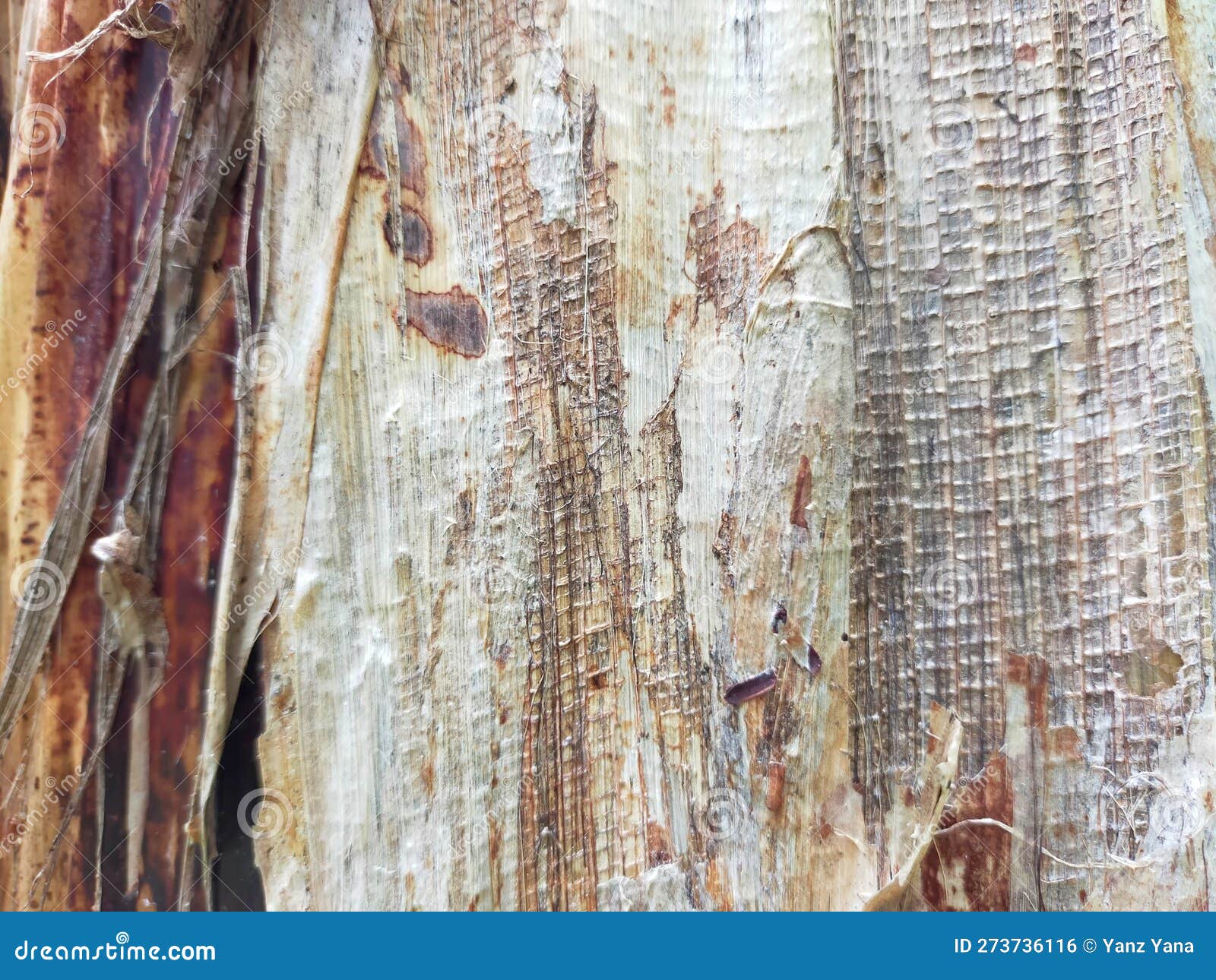 Texture of Dry and Weathered Banana Tree Bark Stock Photo - Image of ...