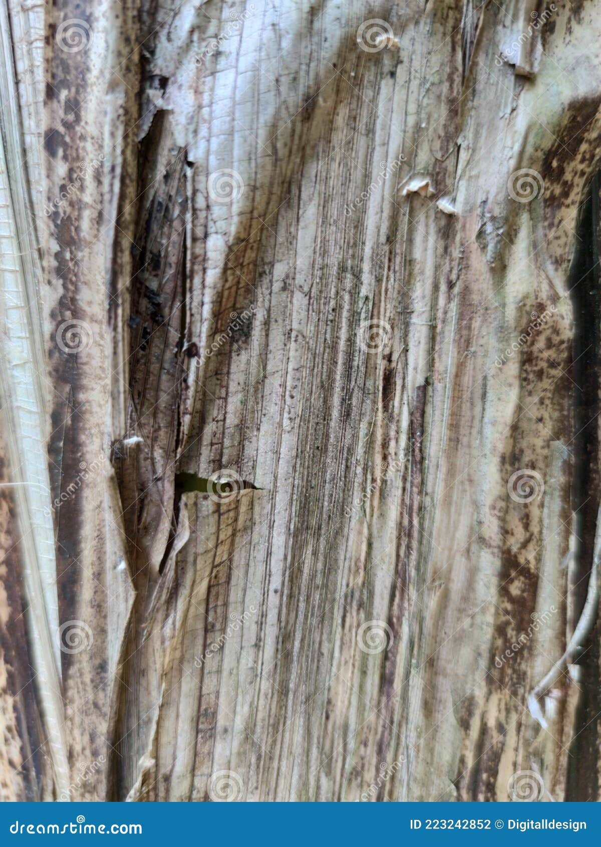 Tree Surface Of Silk Floss Tree, Ceiba Insignis Chorisia Speciosa ...