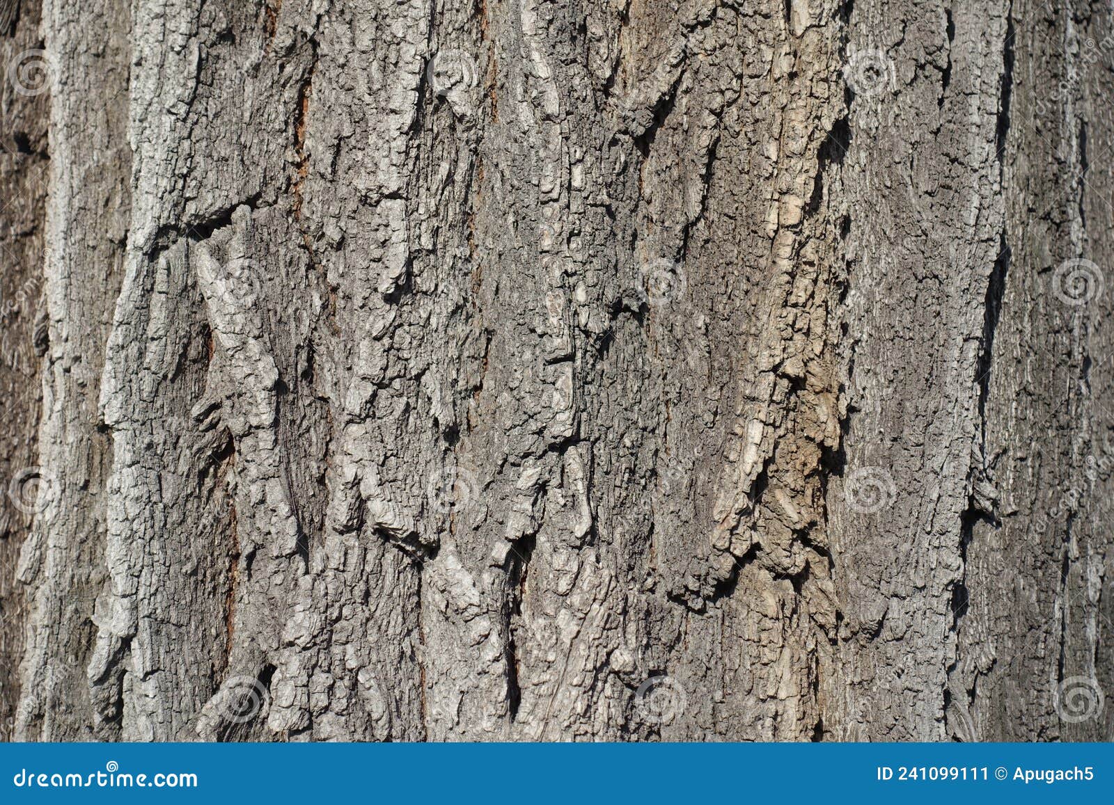Dry Bark of Black Locust Tree Stock Image - Image of brown, locust ...