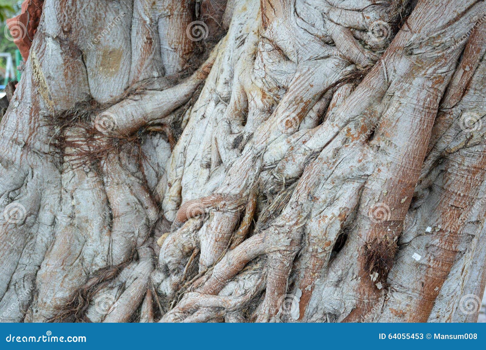 Dry Bark Bodhi Tree Stock Photos - Free & Royalty-Free Stock Photos ...