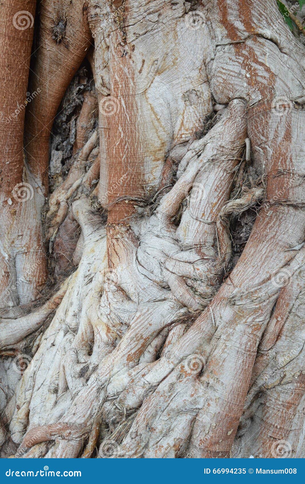 Dry bark bodhi tree stock image. Image of fresh, texture - 66994235