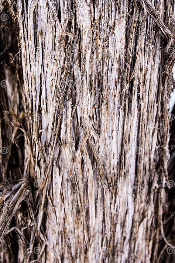 Dry Bark Peeling on a Cedar Tree Trunk Stock Photo - Image of peel ...