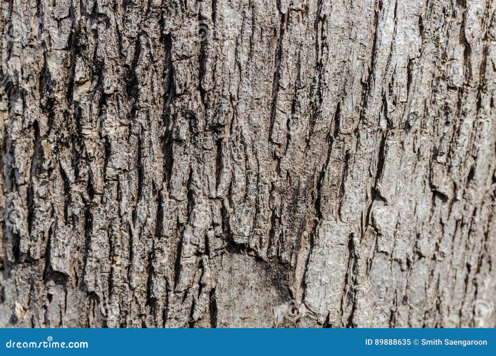 Bark stock image. Image of background, lichens, bark - 89888635