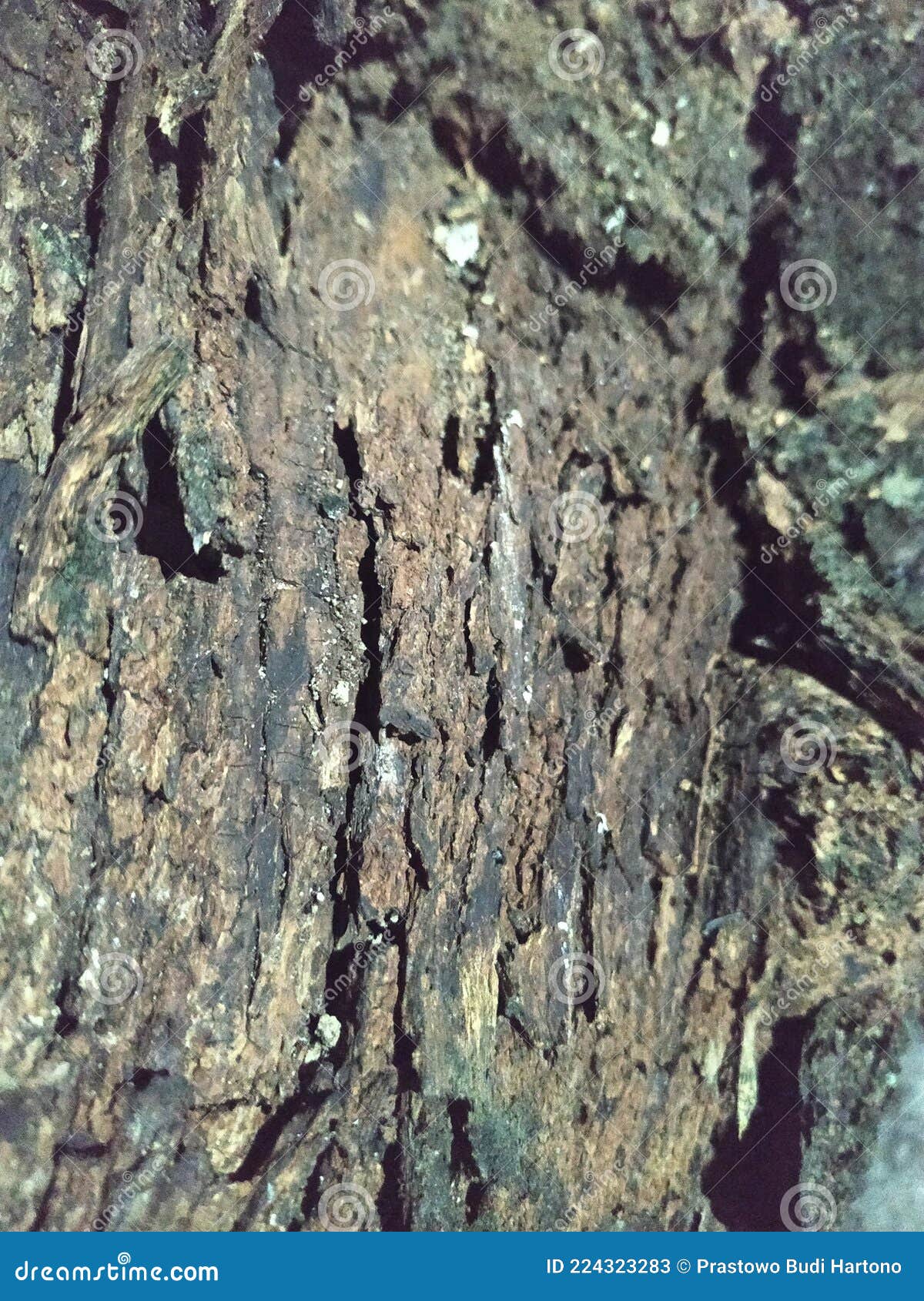 Dry Bark from a Tree that Has Been Cut Down Stock Image - Image of tree ...