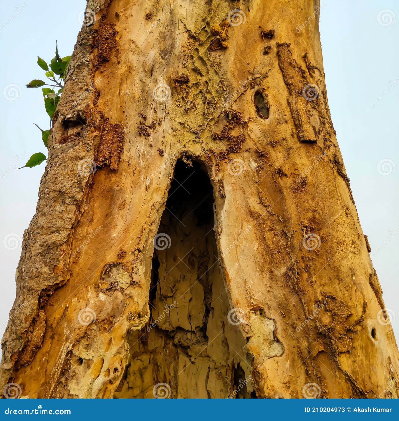 Dry bark of a tree. stock image. Image of geology, formation - 210204973