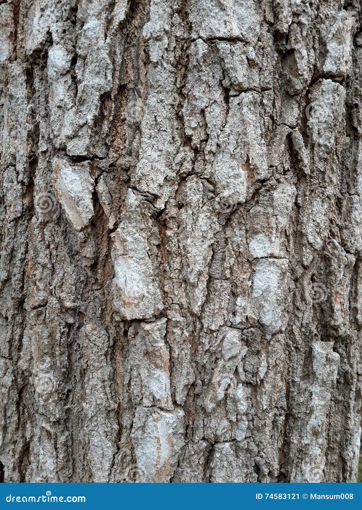 Dry bark tree texture stock image. Image of ragged, brown - 74583121