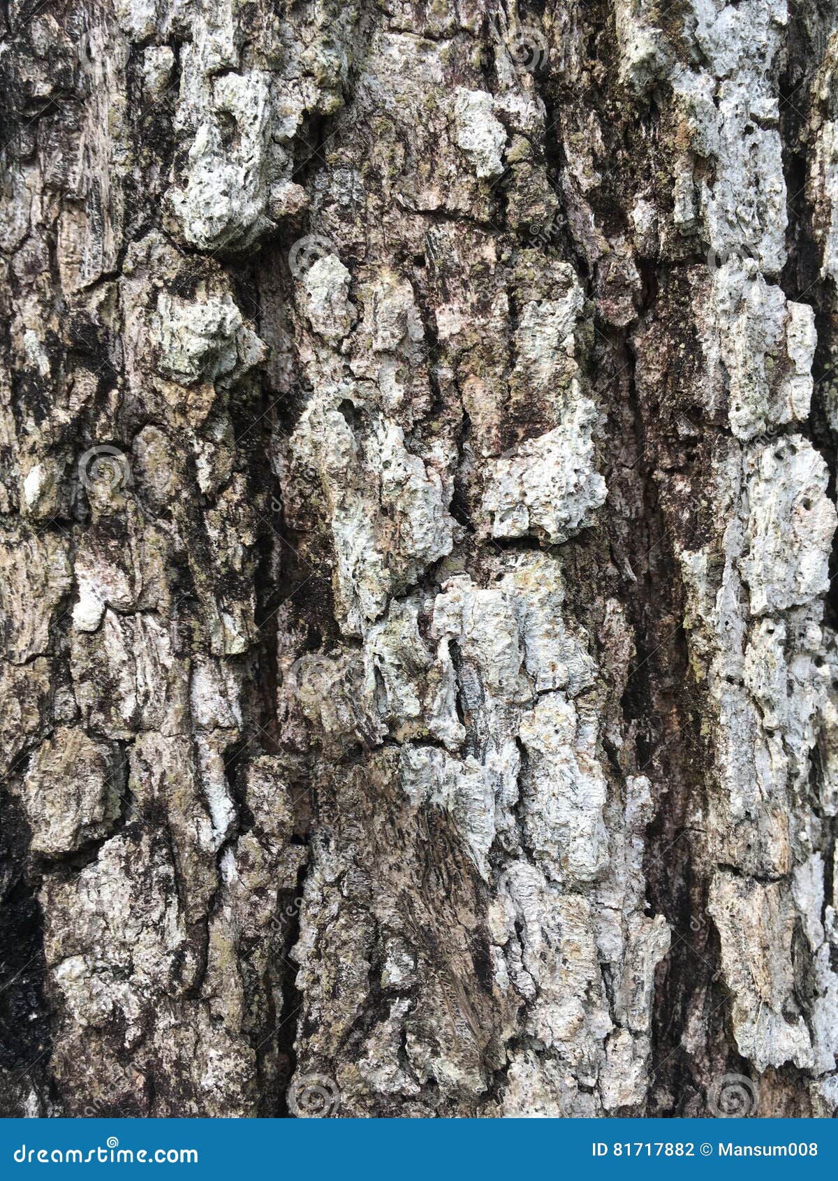 Dry Bark Tree Texture Stock Photo | CartoonDealer.com #81717882